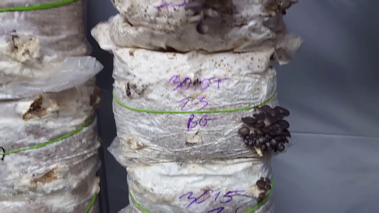 Growing Mushrooms at Home Indoor mushroom grow room update, how to grow ...